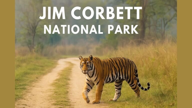 Jim Corbett National Park: A Simple Travel Guide for First-Time ...
